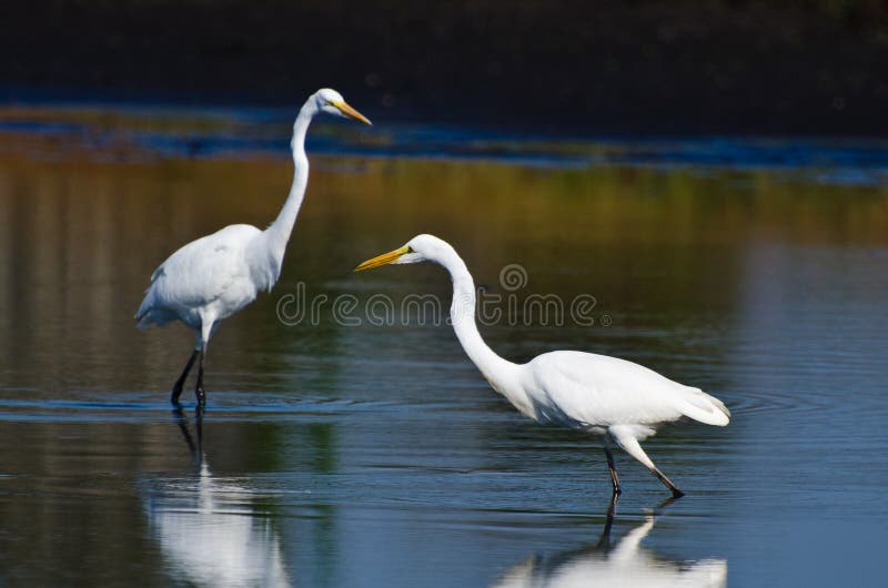 Great Egrets Hunting for Fish in Autumn Stock Photo - Image of nature ...