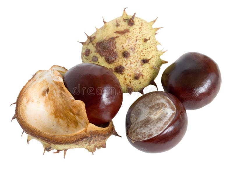 130+ Conker Free Stock Photos - StockFreeImages