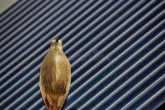 The great Erget stock image. Image of statue, erget - 118847501