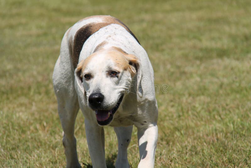 Foxhound Hunting Dog. stock photo. Image of team, leisure - 252600454