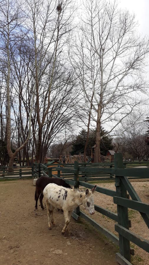 Great farm and animals stock photo. Image of autumn - 268181622