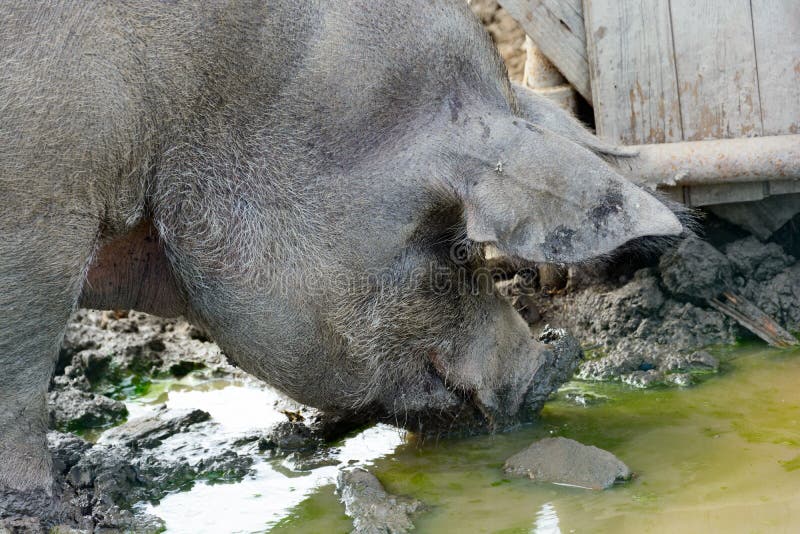 Great fattened pig stock photo. Image of countryside - 79089824