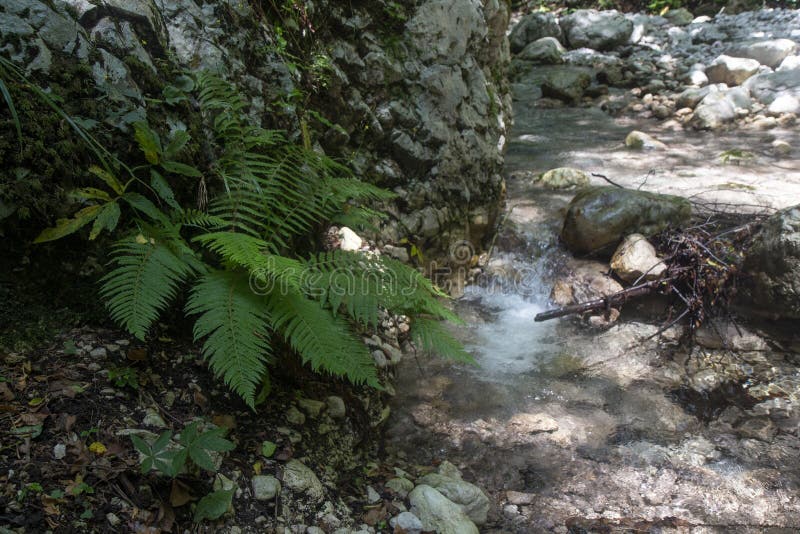 Great fern stock photo. Image of vegetation, outdoors - 260063772