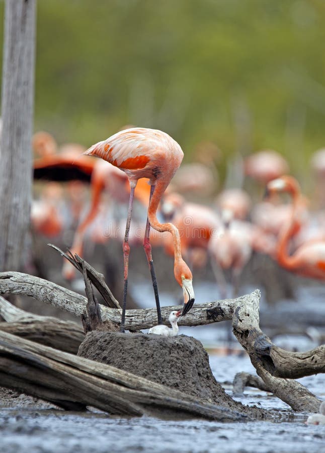 Great flamingo cuba stock photo. Image of american, cuba - 109590724