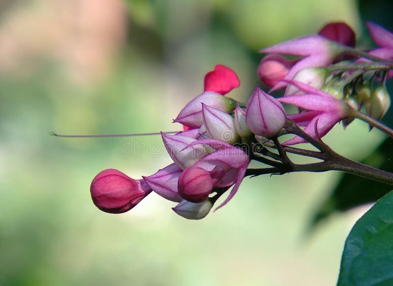 Kuncup Flora Stock Photos - Free & Royalty-Free Stock Photos from ...