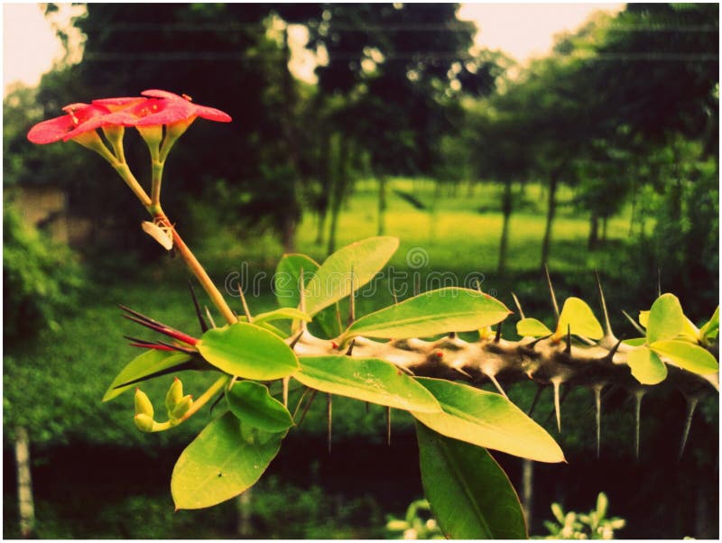 Great flower stock image. Image of flower, please, like - 104122205