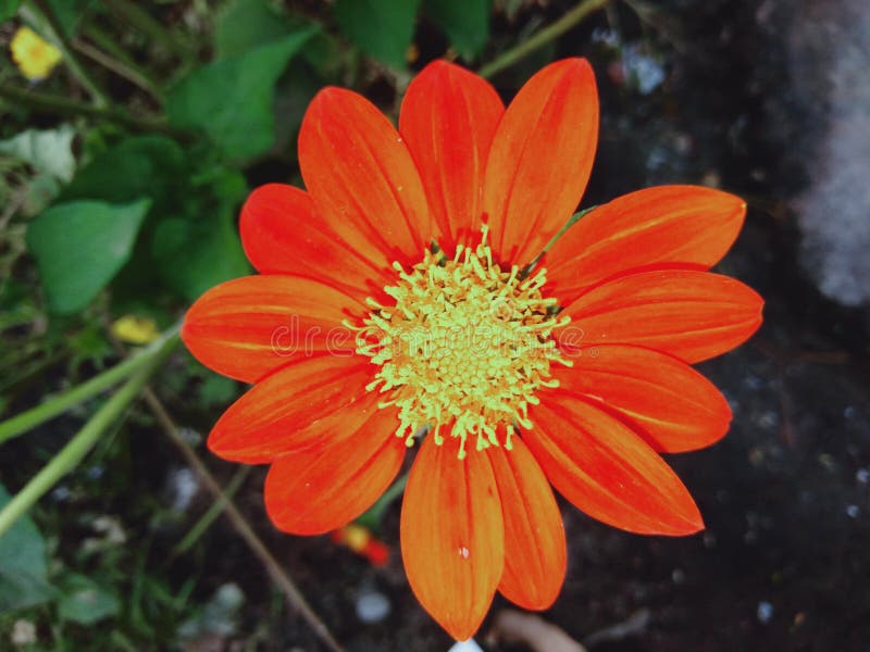 Great flower red rose stock photo. Image of rose, flower - 171802686