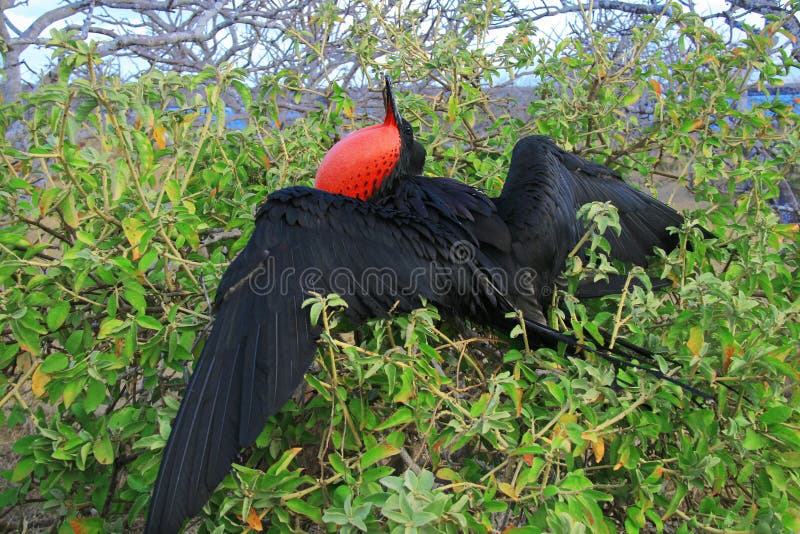 Great Frigate Bird during Its Mating Ritual Stock Image - Image of ...