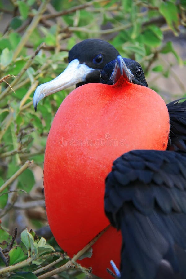 Great Frigate Bird during Its Mating Ritual Stock Photo - Image of ...