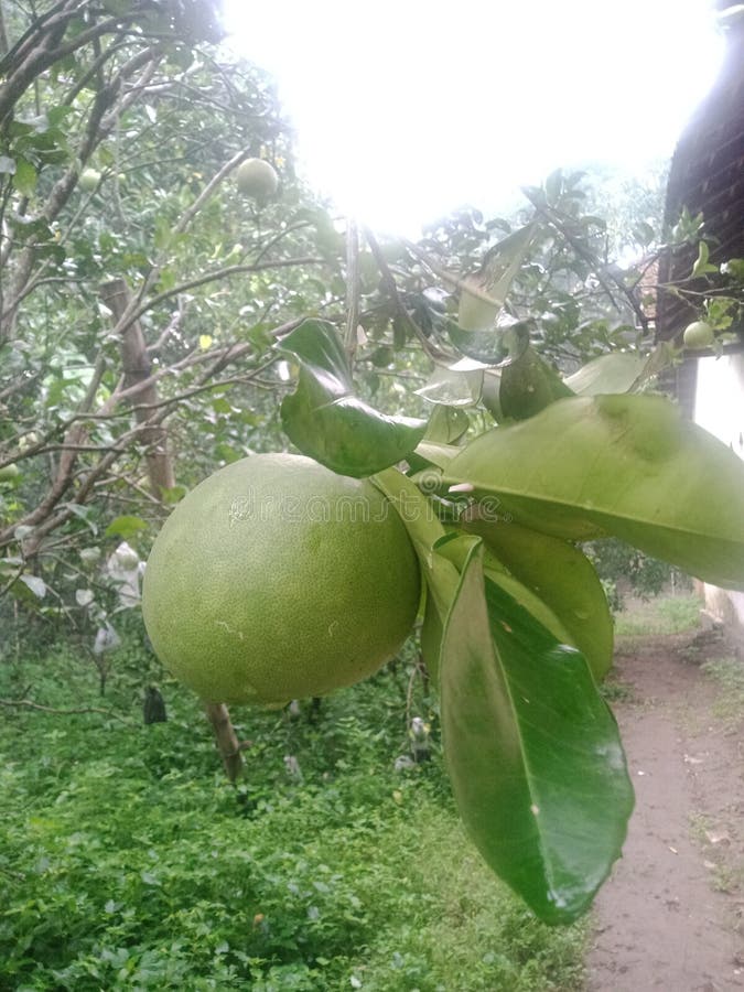 A great fruit stock photo. Image of agriculture, branch - 240017262