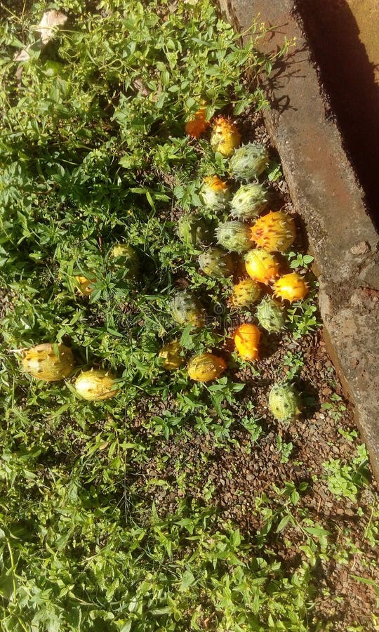 Fruit stock image. Image of greensfruit, great, green - 133039133