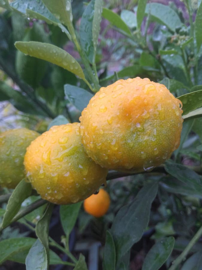 Great Fruit Plants in Garden for Home Stock Photo - Image of health ...