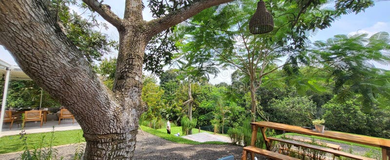Great Garden with Fresh Air and Green of Trees Stock Image - Image of ...