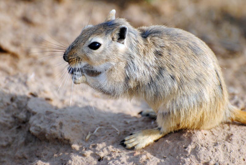 Great Gerbil Royalty Free Stock Photos - Image: 16912978