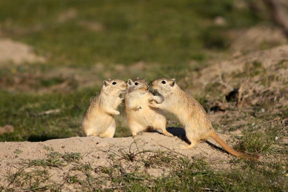 Great gerbils stock photo. Image of nature, grass, mouse - 26177634