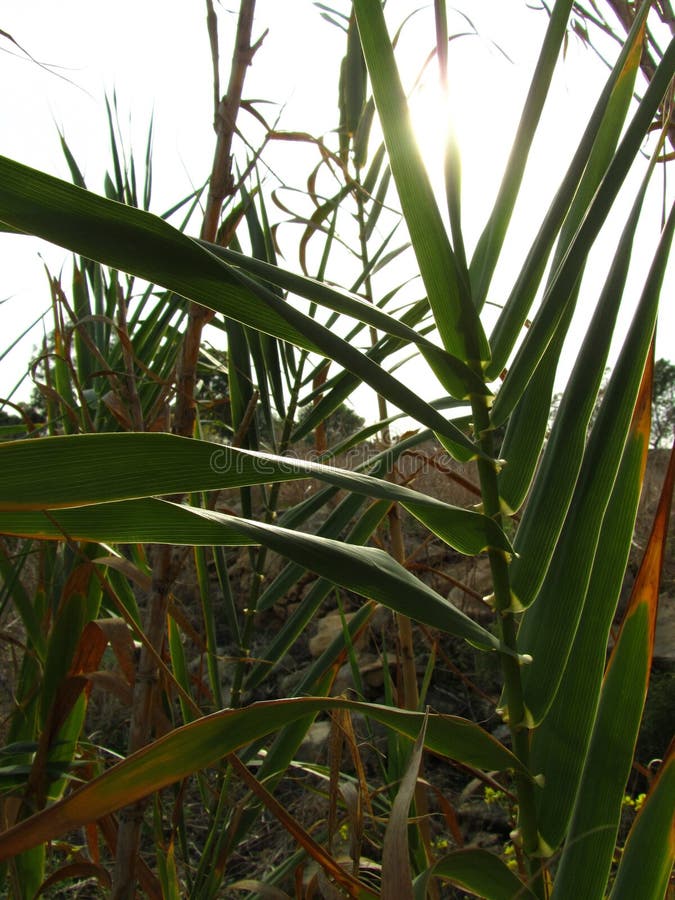 Great Giant Reed and Sunlight Coming To it Stock Image - Image of green ...