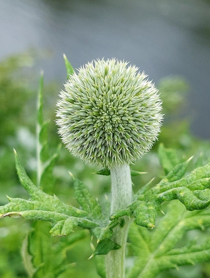 Great Globe Thistle (Echinops Sphaerocephalus) Stock Image - Image of ...