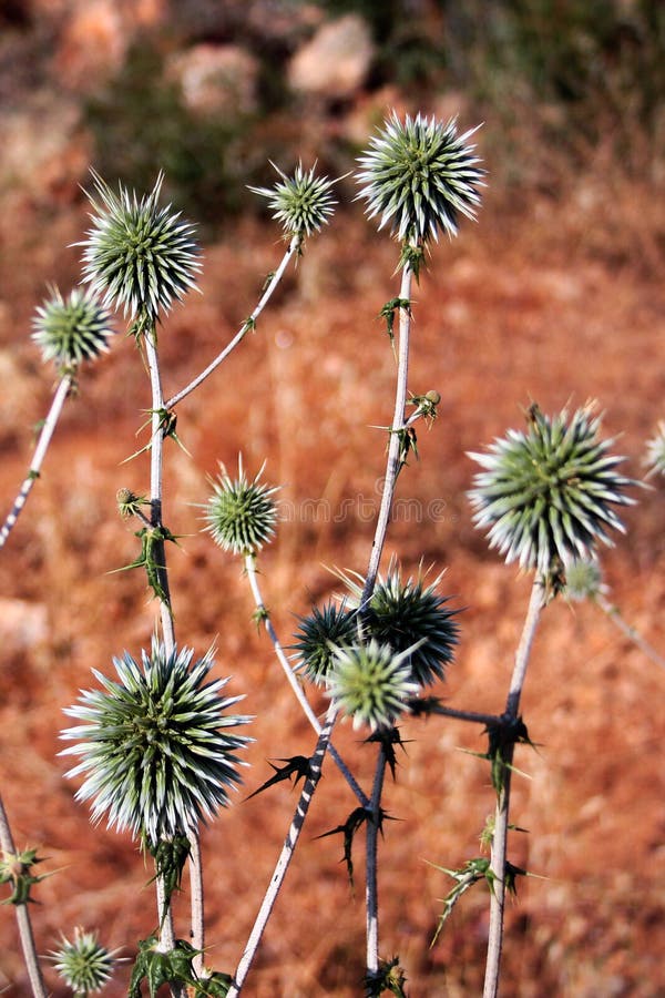 Great Globe-thistle, or Echinops Sphaerocephalus Plant Stock Photo ...