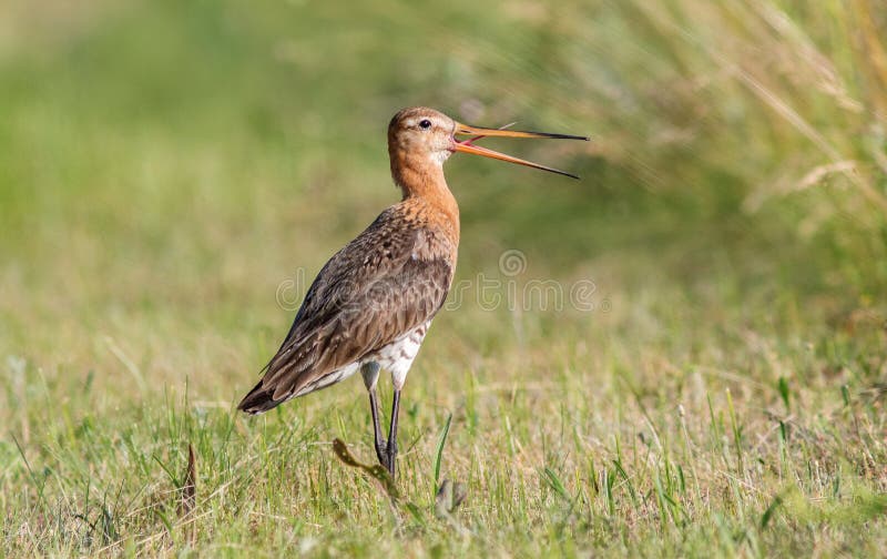 Great Godwit Sandpiper with Open Beak Stock Image - Image of feather ...