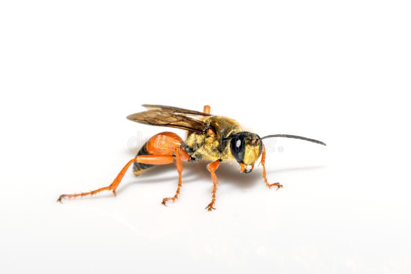 Great Golden Digger Wasp or Sand Digger - Sphex Ichneumoneus Stock ...