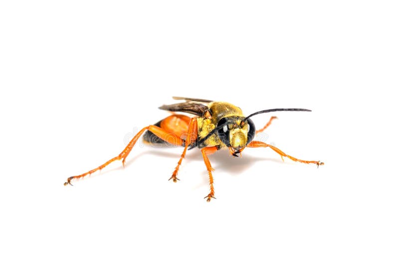 Great Golden Digger Wasp or Sand Digger - Sphex Ichneumoneus Stock ...