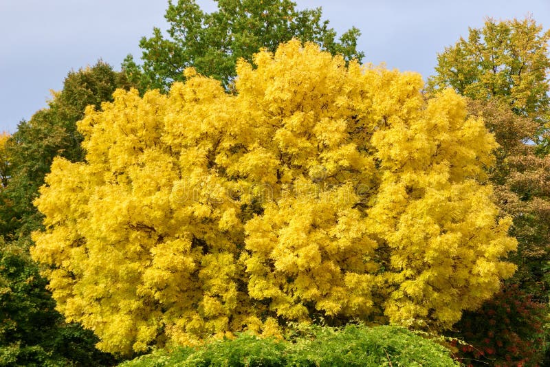 Great golden tree stock photo. Image of october, trees - 258348134