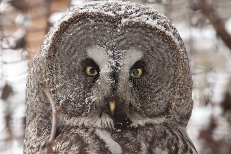 Owel stock image. Image of nocternal, owel, swoop, roosting - 14807937