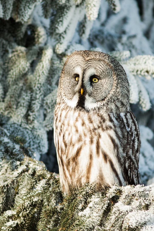 Snoring man in bed stock image. Image of adenoids, cover - 28468889