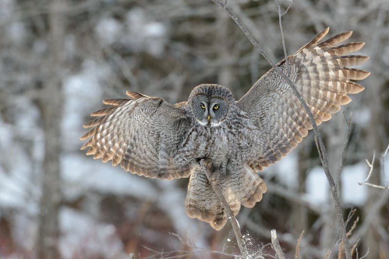 Great Gray Owl flying stock image. Image of forest, animals - 50233781