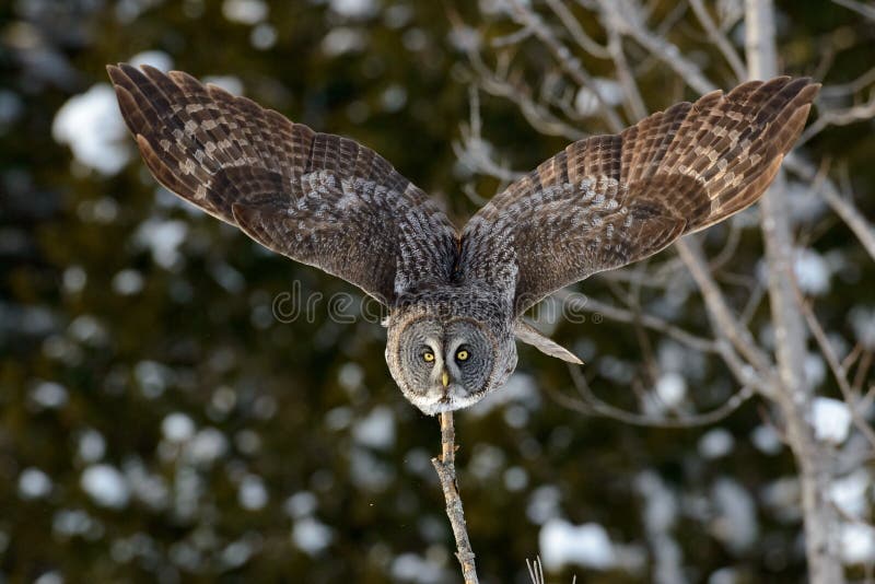 Great Gray Owl flying stock photo. Image of animal, flying - 50234350