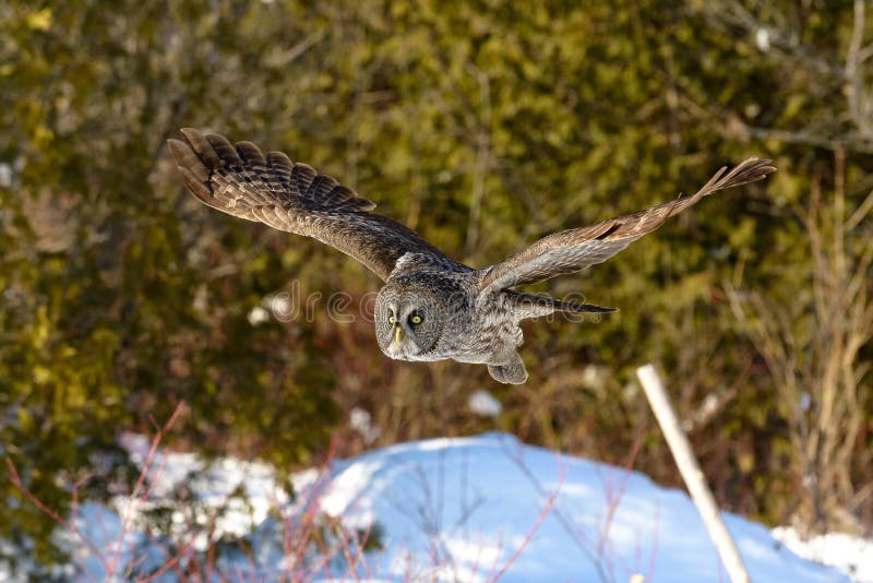 Great Gray Owl flying stock image. Image of canada, great - 50234537