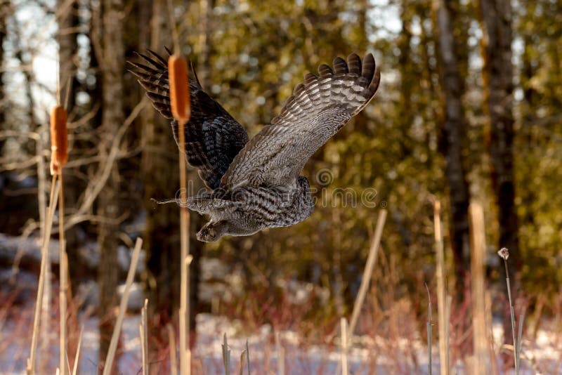 Great Gray Owl flying stock image. Image of animal, wildlife - 50234633