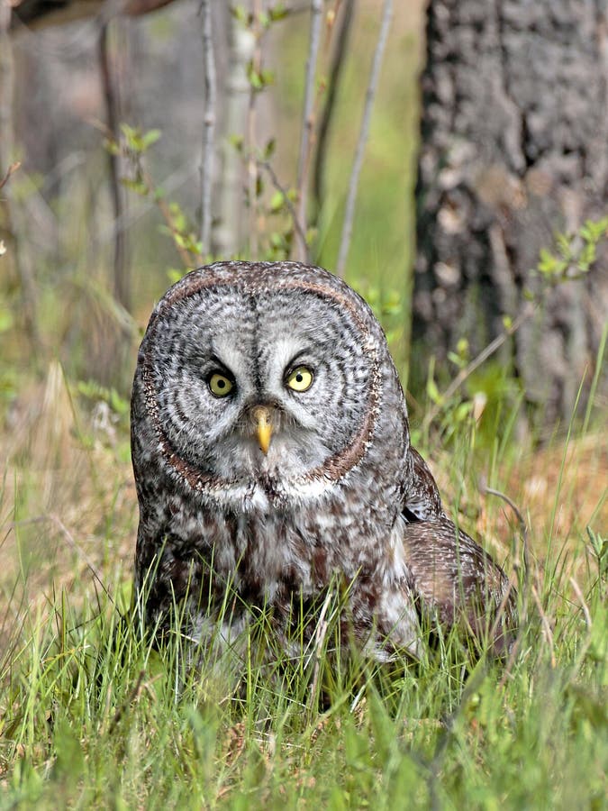 Great gray Owl stock image. Image of great, yellow, owls - 85925223