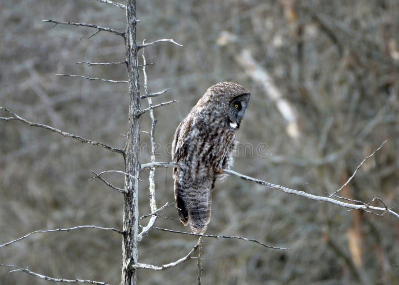 Great Gray Owl Perched in a Tree Stock Image - Image of forest, avian ...