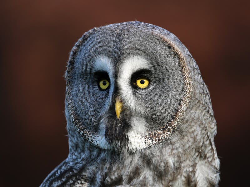 Great gray owl portrait stock photo. Image of nocturnal - 62638262
