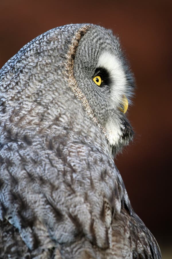 Great gray owl portrait stock photo. Image of observant - 62638296