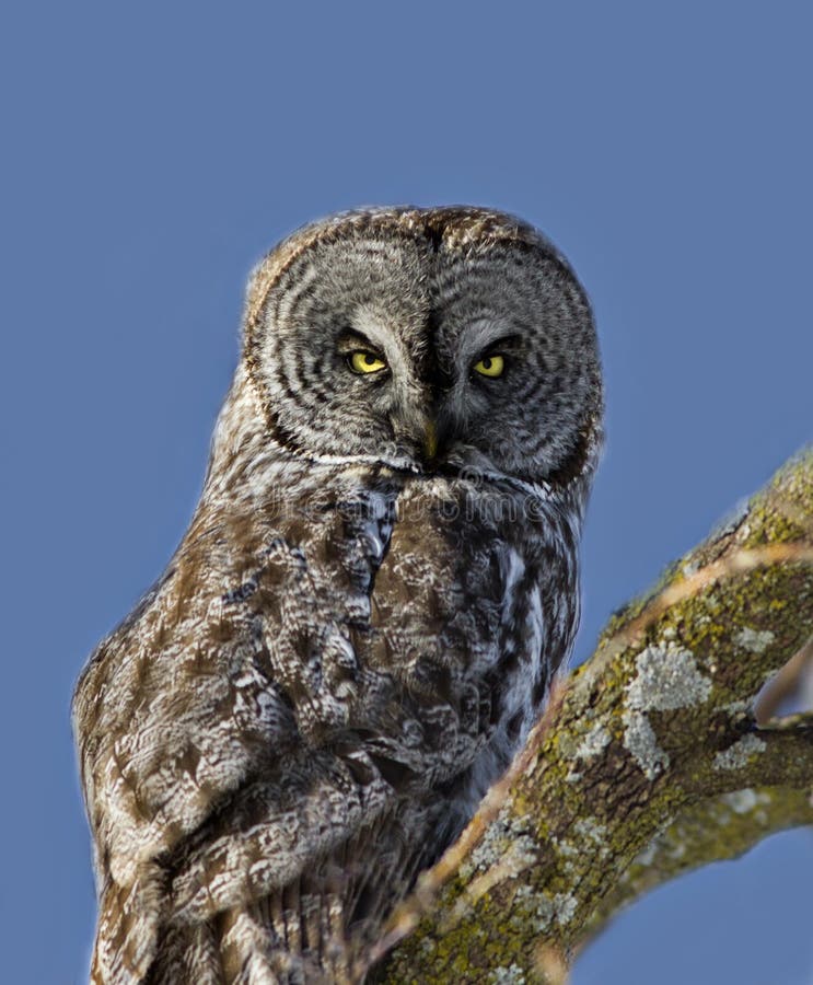 Great Gray Owl stock photo. Image of blue, floating, land - 58277504