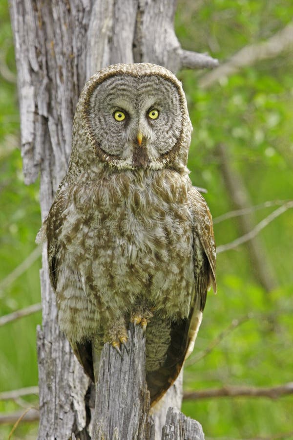 Great Gray Owl (Strix Nebulosa) Stock Photo - Image of animal, face ...