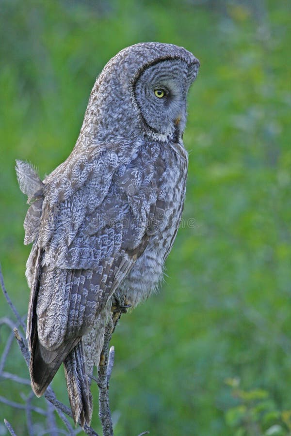 Great Gray Owl (Strix Nebulosa) Stock Photo - Image of animal, face ...