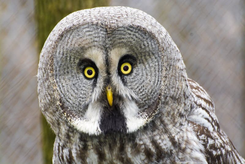 Great Gray Owl (Strix Nebulosa) Stock Photo - Image of gray, strix ...
