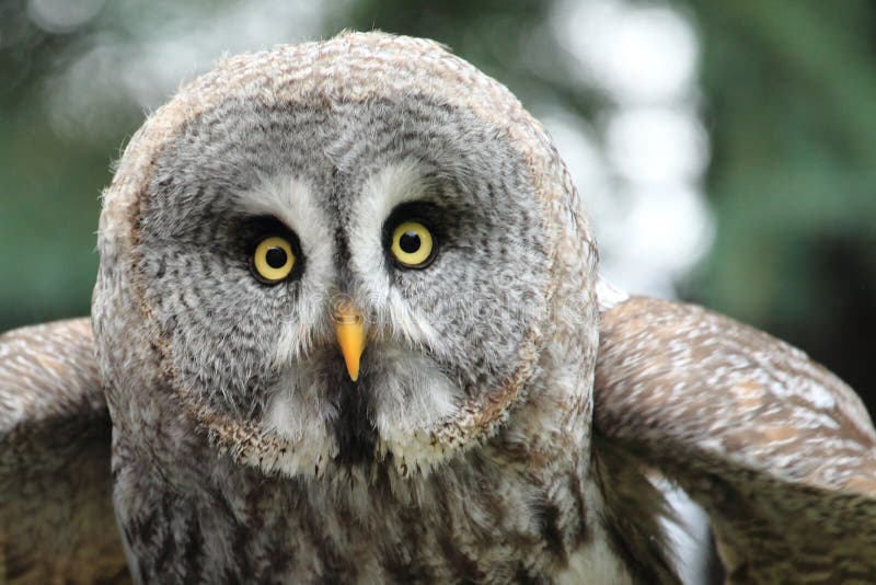 Great Gray stock photo. Image of sits, life, cold, scenery - 39958410