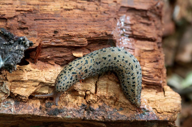 Great Gray Slug, Limax Maximus, on an Old Tree Stump Stock Image ...