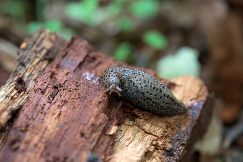 Great Gray Slug, Limax Maximus, on an Old Tree Stump Stock Image ...