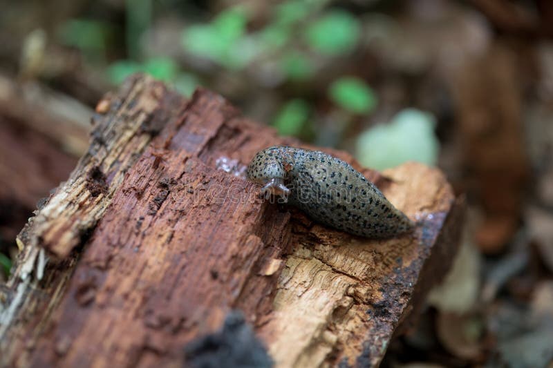 Great Gray Slug, Limax Maximus, on an Old Tree Stump Stock Image ...