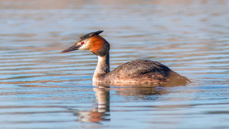 Great Grebe Duck Swims on the Lake Stock Image - Image of wildlife ...