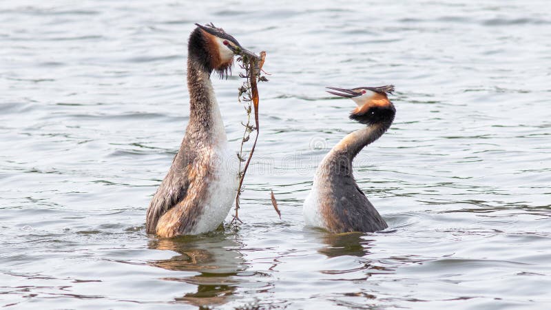 Great Grebes Dancing on the Lake in Spring Stock Photo - Image of lake ...