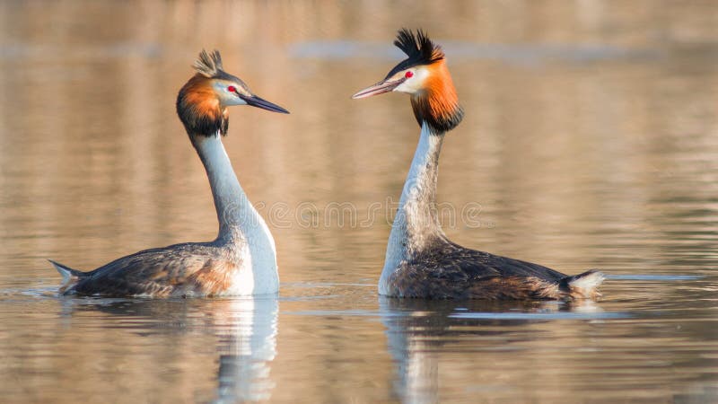 Great Grebes Perform a Courtship Dance on a Lake in Spring Stock Image ...