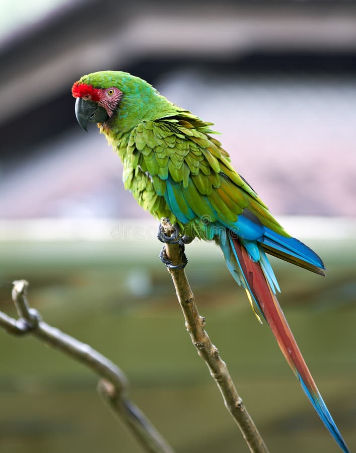Great Green (Buffon's) Macaw In Nature Surrounding Stock Image - Image ...
