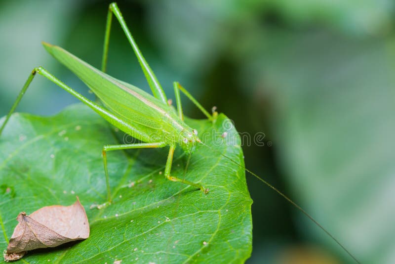 Common Loon stock photo. Image of natural, america, observing - 16992458