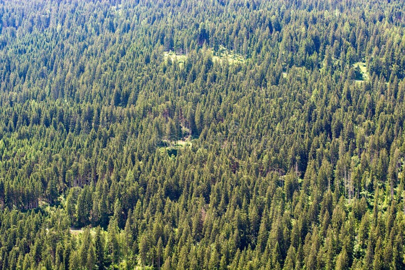 The Great Green Forests in the Austrian Alps Stock Image - Image of ...